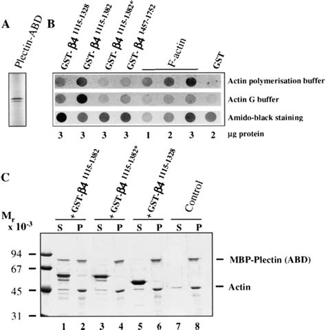 Dot Blot Overlay And Actin Sedimentation Assay Of Recombinant Purified