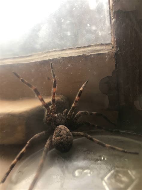 Fenrir The Wolf Spider Who Lives In The Basement Album On Imgur