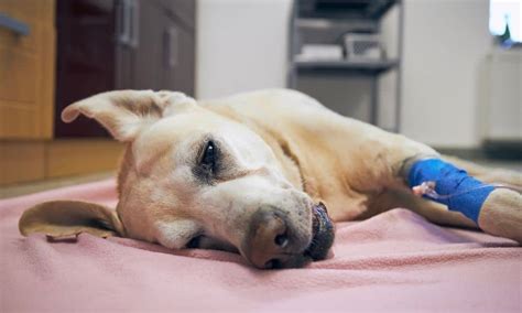 Wann Hund einschläfern Ratgeber für den richtigen Zeitpunkt