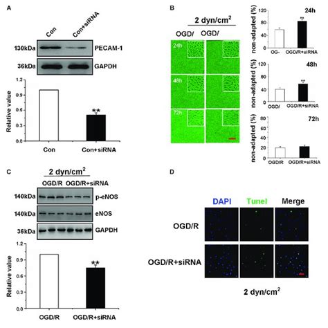 Oxygen Glucose Deprivationreperfusion Decreased The Function Of