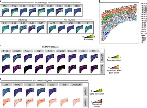 Tangram Mapping Of Multi Omic Share Seq Profiles Yields Spatial