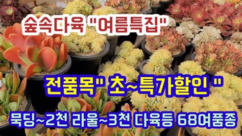 숲속다육에 여름특가다육 뭉딩으로3천다육 대박 단단하게 잘 다진다육 여름걱정무 득템으로 행복한다육생활💕숲속다육010 4300 2228 Youtube