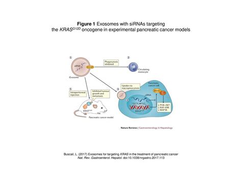 Figure 1 Exosomes With Sirnas Targeting Ppt Download