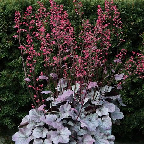 Heuchera Silver Gumdrop - Richard Jackson Garden