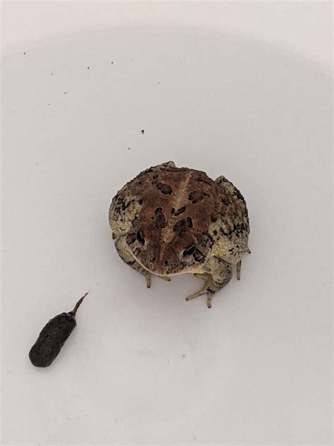 Hi Guys What Kind Of Toad Is This Florida Im Guessing Native