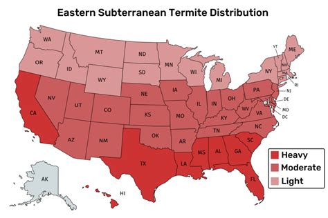 Ultimate Guide For The Different Types Of Termites Pest Control Gurus