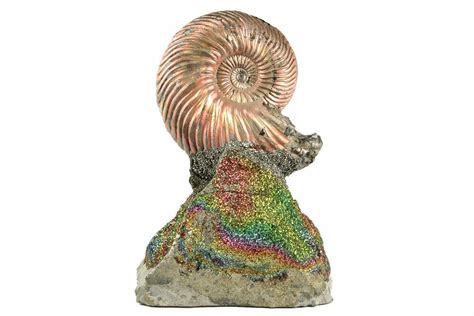 2 8 Iridescent Pyritized Ammonite Quenstedticeras Fossil Display 207106 For Sale