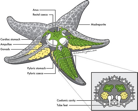 Echinoderm Anatomy