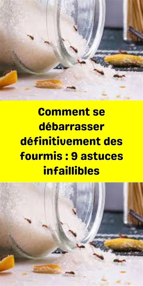 Comment se débarrasser définitivement des fourmis 9 astuces infaillibles
