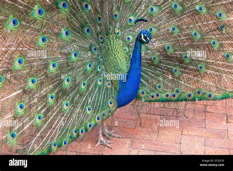 Close Up Of A Majestic Male Peacock Pavo Cristatus Native Of India
