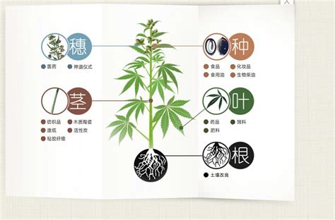线麻图片 线麻全株图片 植物麻的图片大全 大山谷图库