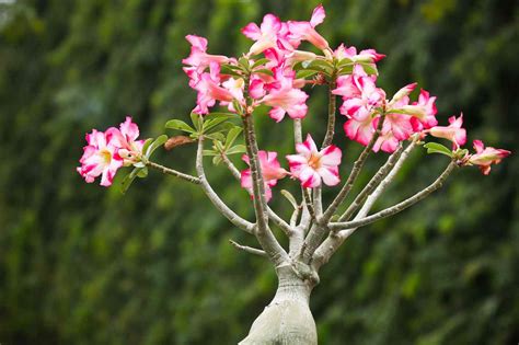 Waarom Wij Mensen Op Woestijnrozen Lijken Groenvandaag