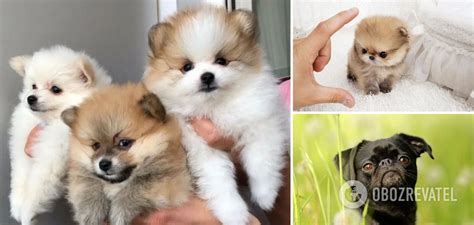 Маленькі собаки які породи найвідданіші і ладнають із дітьми Oboz Ua