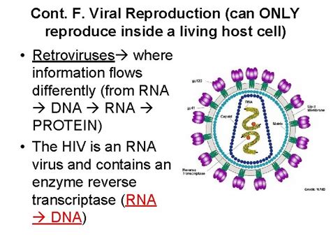 Chapter Viruses Bacteria A Viral Life Functions