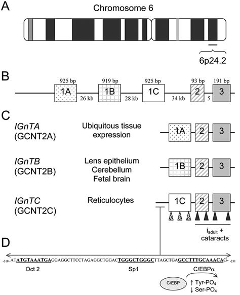 Structure Of The Ignt Gene A Location Of Ignt On Chromosome 6 B