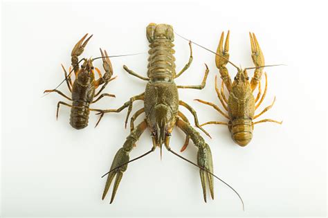 거짓말 3 마리의 가재 발톱 원시 라이브 강 흰색 고립 된 배경에 녹색 갈고리 발톱에 대한 스톡 사진 및 기타 이미지 갈고리