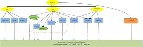 Schematic Representation Of Some Genes Involved In The Nitrogen