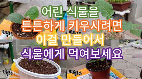 키워채소9어린 식물을 튼튼하게 하려면 이걸 먹여보세요 식물이 좋아할거에요em발효액 쌀뜨물발효액 Youtube
