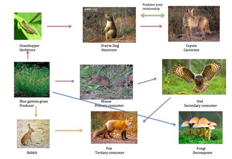 Temperate Grassland Food Web Slidesharetrick