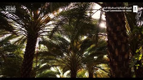The Royal Commission For Alula على Linkedin العلا مهرجانالعلاللتمور