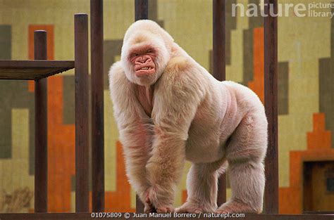 White Gorilla Snowflake