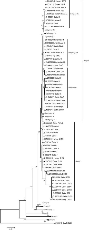 Phylogenetic Relationships Of The E Bieneusi Genotypes Identified In Download Scientific
