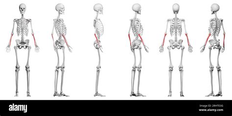 Ulna