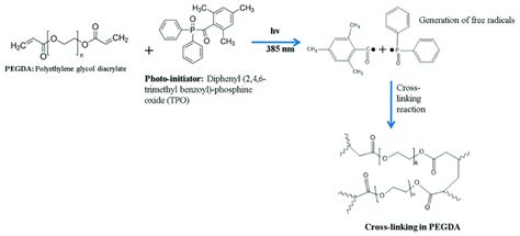 Scheme 1 Cross Linking Reaction Of Pegda Using Tpo As Photo Initiator Download Scientific