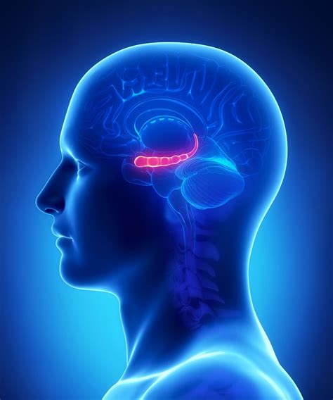 Hippocampus Neurotheology