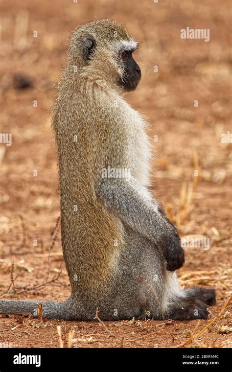 Vervet Monkey Portrait Sitting Up Straight Close Up Side View