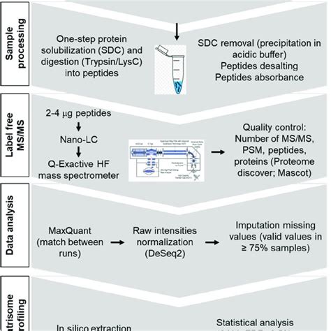 Schematic Of The Experimental Workflow Devised For Quantitative