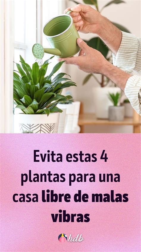 4 Plantas Que Atraen Mala Suerte Y Problemas En Casa Artofit