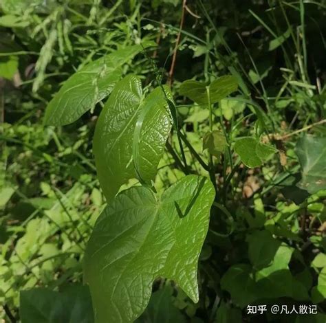 摸田螺的乐趣 知乎