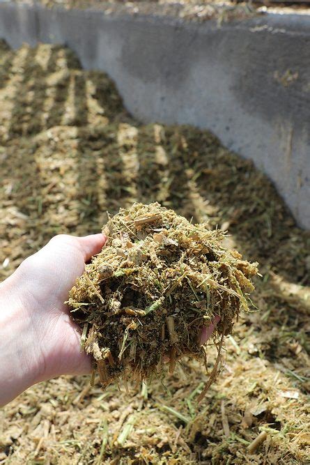 Making Silage That Suits The Rumen Ag Proud