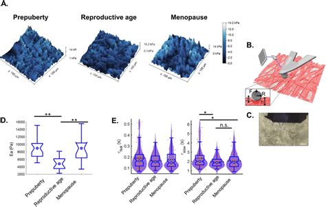 Elasticity And Viscoelasticity Of Human Ovarian Tissue A 3d Rendering