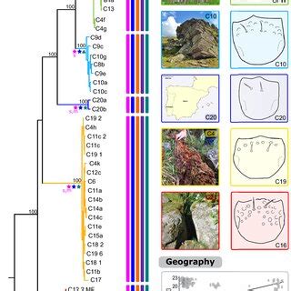Bayesian Inference Tree Based On The Concatenated Dataset COI And