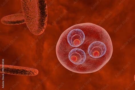 Malaria Plasmodium Vivax In Early Trophozoite Ring Stage Inside Red