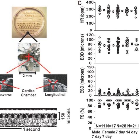Pdf Drosophila As A Model For The Identification Of Genes Causing