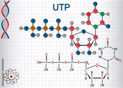 Uridine Triphosphate Utp Nucleotide Molecule Is Used For The Synthesis Of Rna Structural