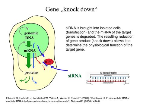 PPT RNA Regulation RNA Interference PowerPoint Presentation Free Download ID 4808115