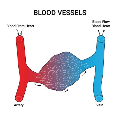 Blood Vessels Science Design Vector Illustration Diagram 35226262