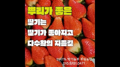 상위1 딸기농부 부자농법그린톡톡 250108 뿌리가좋은딸기는 딸기가 좋아지고 다수확의 지름길 Youtube