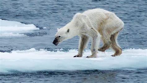 Oso De Hielo Por Lcibos