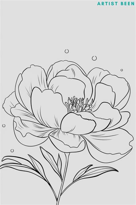57 Easy Peony Drawing Ideas For Beginners Artist Been