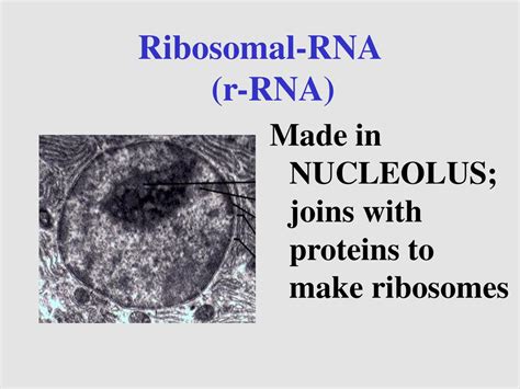 Protein Synthesis Chapter Ppt Download