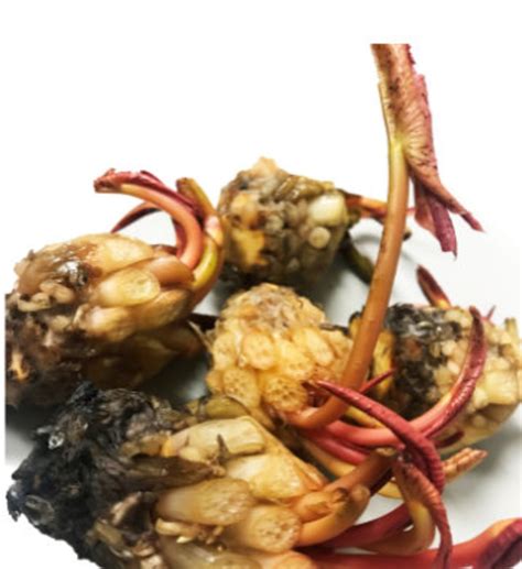 Nymphaea Alin Purple Blue Tropical Water Lily 1 Tuber Live Etsy