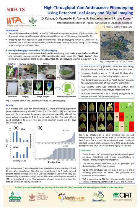 Pdf High Throughput Yam Anthracnose Phenotyping Using Detached Leaf