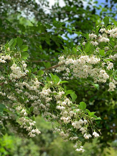 Japanese Snowbell Styrax Japonicus