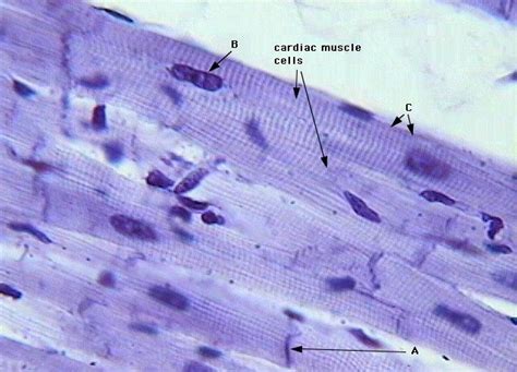 Cardiac Muscle Cell Microscope Biopedia Practicals