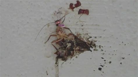 Massive Squashed Cockroach Youtube